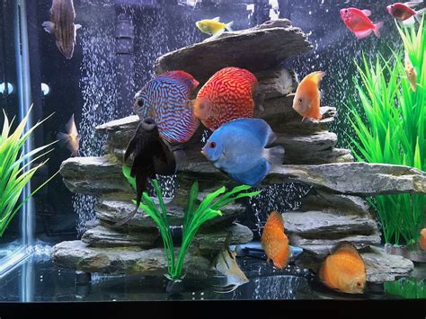 Image result for Red Eagle Discus