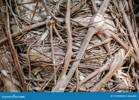 Image result for Tree Root Pattern