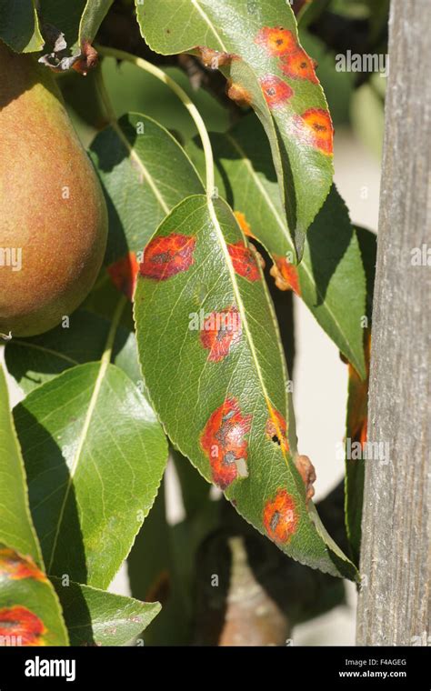 Image result for Pear Rust Teleutospore