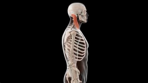 Image result for Human Body Neck Muscles