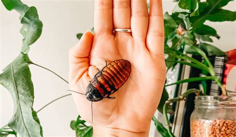 Image result for Pet Cockroach