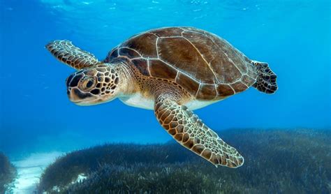 Green sea turtle facts, distribution & population | BioDB