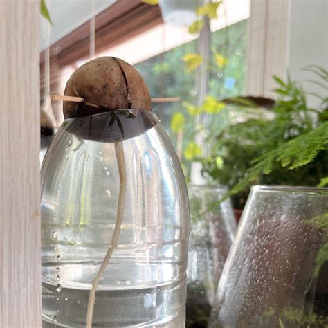 Image result for Self-Pollinating Avocado Tree