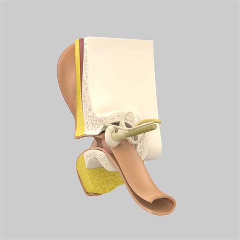 Image result for Ear Dissection