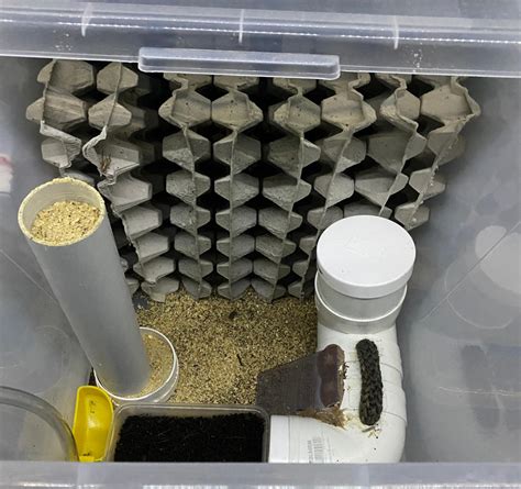 Image result for Breeding Crickets Setup