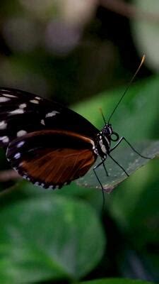 Image result for Butterfly Loop Game