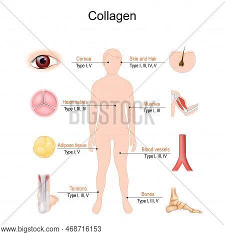 Collagen Types. Most Vector & Photo (Free Trial) | Bigstock