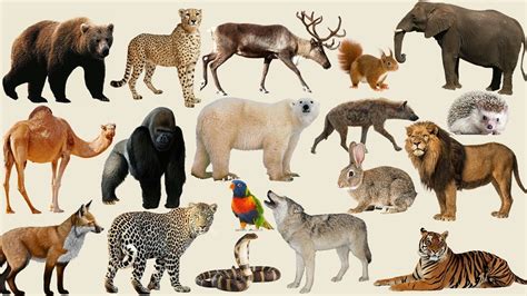 Image result for KidVision Real Animals