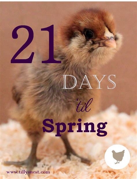 Image result for Countdown Spring