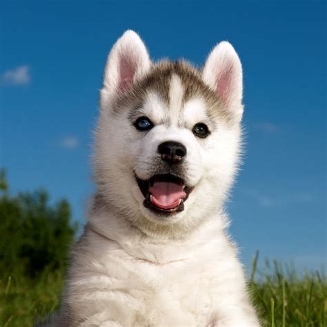 Image result for Perfectly Normal Dog