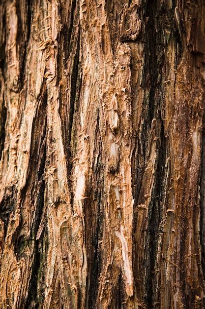 Image result for Tree Texture Maya