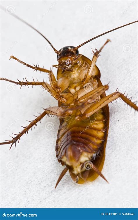 Image result for Cockroach On Its Back
