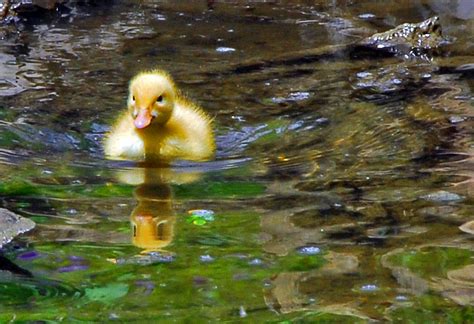 Image result for Spring Ducklings