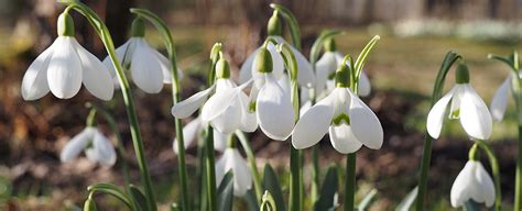 Image result for Snowdrop Varieties