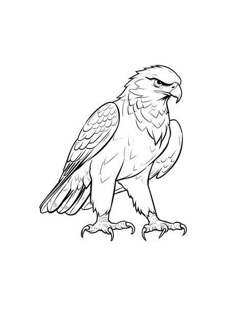 Image result for Hawk Drawing Colors
