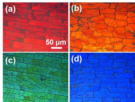 Image result for Crystal Optical Microscope