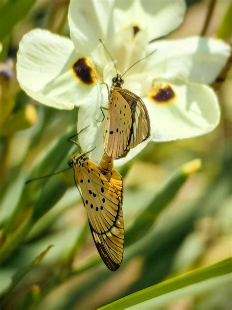 Butterflies Pollinating a Wild White Flower · Free Stock Photo