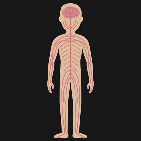 Image result for Visual System Cartoon