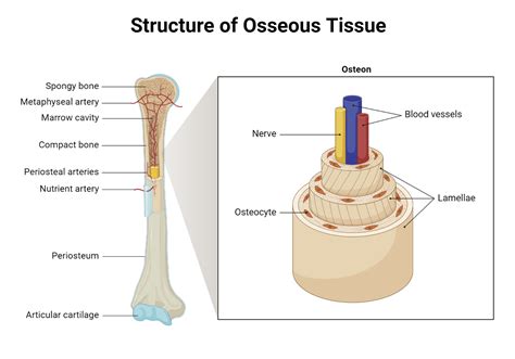 Image result for Trabecular Bone Structure