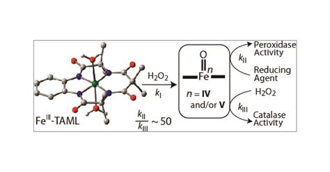 Image result for Catalase H2O2 Reaction