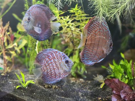 Image result for Red Tiger Discus