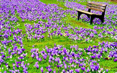 Image result for Spring Flowers Springing
