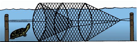 Image result for How to Catch a Turtle with a Net