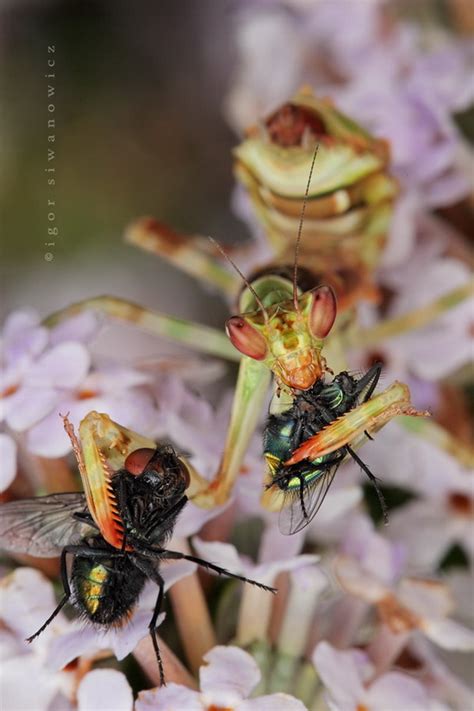 Image result for Cool Insects