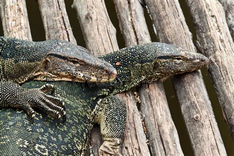 Image result for Water Monitor Lizard
