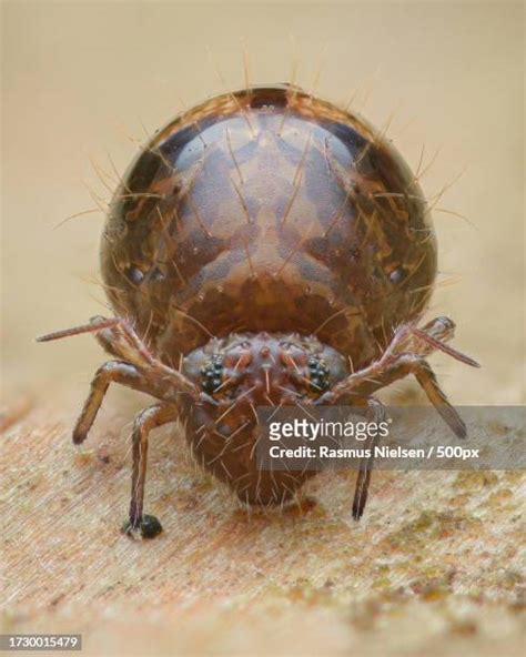 Image result for Springtail Size