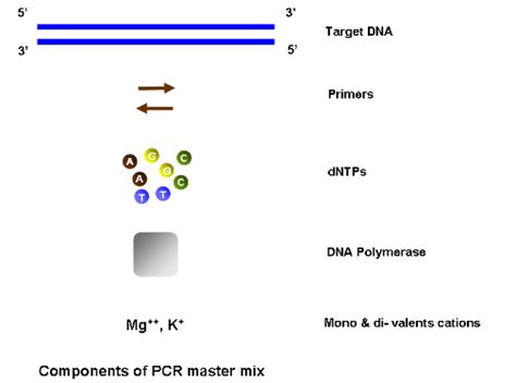Image result for RT-PCR Master Mix