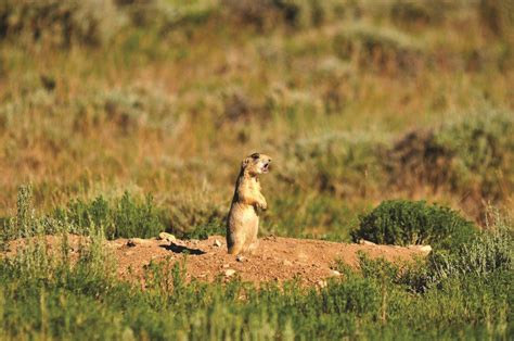Image result for Prairie Dog Hunting Graph