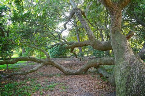 Image result for Live Oak Tree Planting Tips