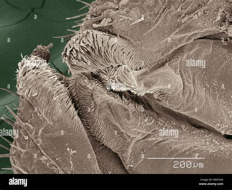 Coloured SEM of American cockroach mouthparts Stock Photo - Alamy