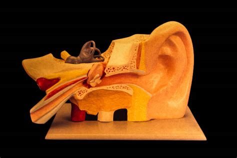 Image result for Incus On-Ear Model