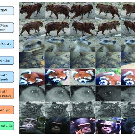 Image result for Image Net Dataset Image Examples