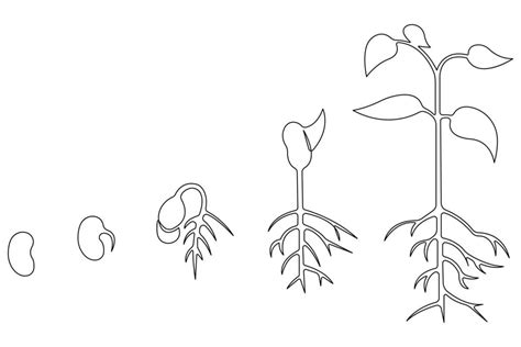 Image result for Plants Evolution Script