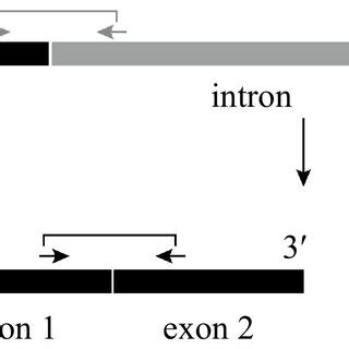 Process of mRNA splicing. RNA splicing involves cutting an intron ...