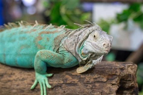 Image result for Lizard Side View