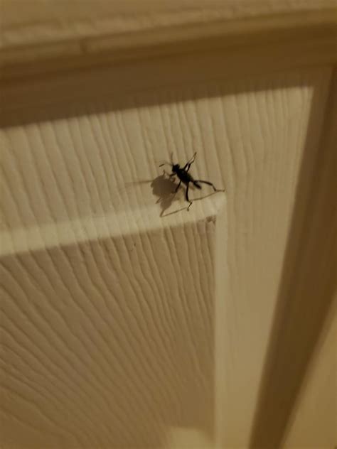 Image result for Flying Cricket Insect