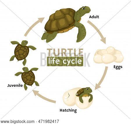Image result for Turtle Life Cycle Videos