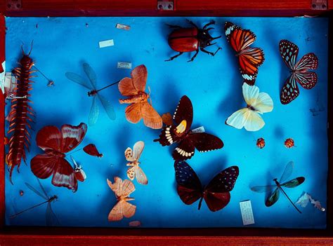 Image result for Insects Group