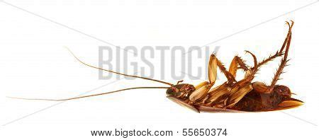 Image result for Profile Pic Cockroach