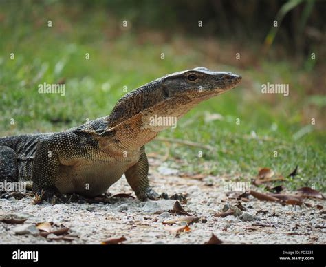 Image result for Water Monitor Lizard