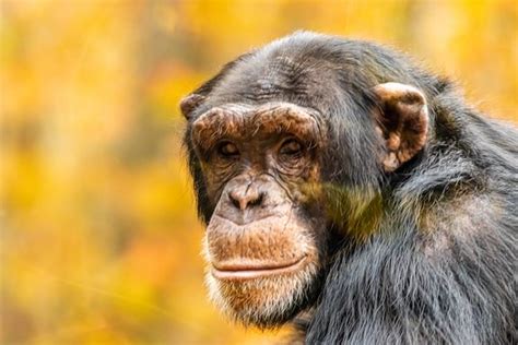 Image result for Chimps Tutorial