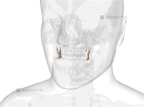 Maxillary first molar | BioDigital Anatomy