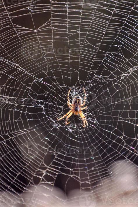 Image result for Time-Lapse Spider Making Web