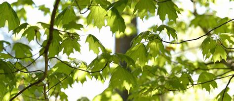 Image result for Native American Maple Syrup