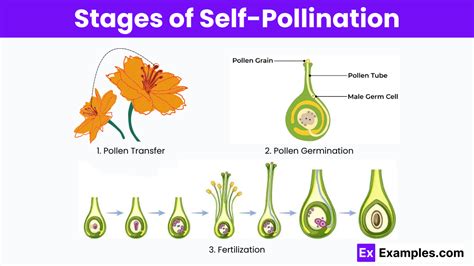 Image result for Examples of Self Pollination