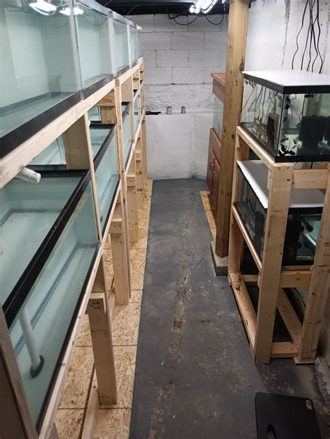 Image result for Red Turquoise Discus